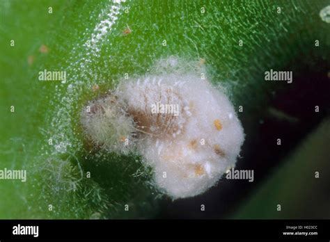 Citrus Mealybug Gemeinsame Mealybug Zitrusfrüchte Pseudococcus Citri