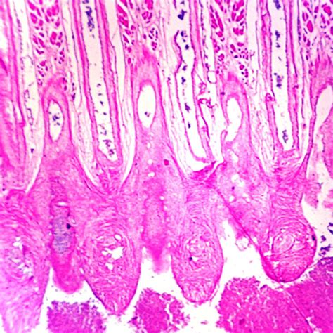 Amphioxus Digestive Cross Section Microscope Slide Carolina