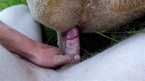 Sheep Fuck 12