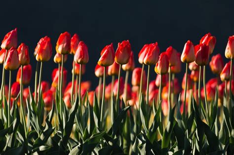 同じようで違って見える一眼レフカメラの圧縮効果を覚えよう 一眼レフカメラ写真初心者のカメラブログ