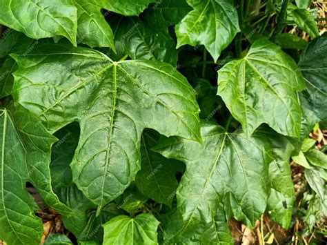 Premium Photo Close Up Of Barbados Nut Plant