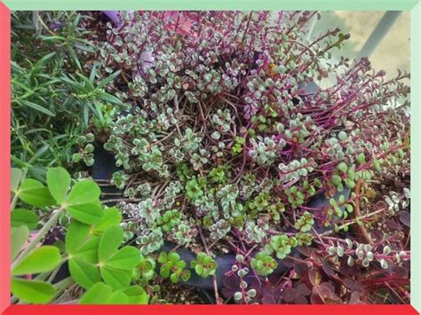 오색기린초 노지 월동 가능한 다육이 잘 키우는 방법