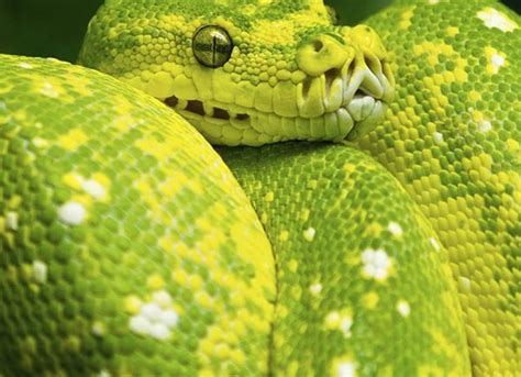 Argentine Boa Morphs