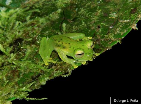 Nymphargus Nephelophila From Florencia Caquetá Colombia On October 2