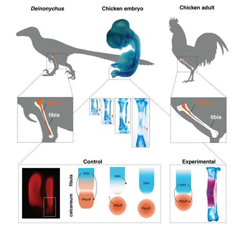 Scientists Grow Dinosaur Leg On A Chicken For The First Time Techworm