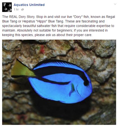 The Real Dory Story Raquariums