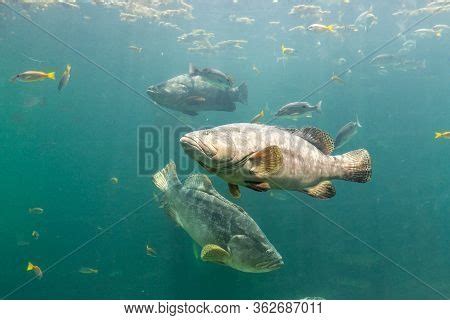 Giant Grouper Large Image And Photo Free Trial Bigstock