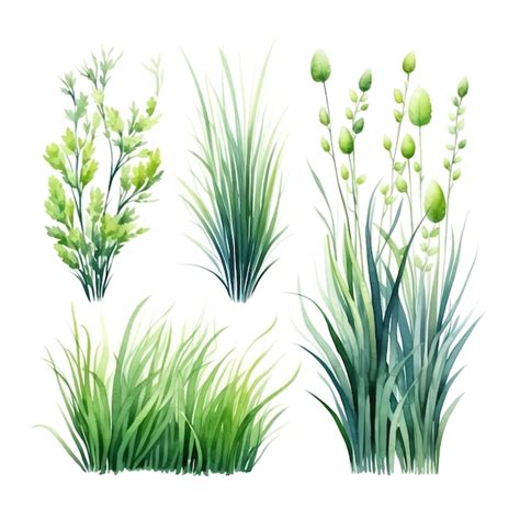 Beautiful Grass Hand Drawn Isolated On White Background Premium Ai