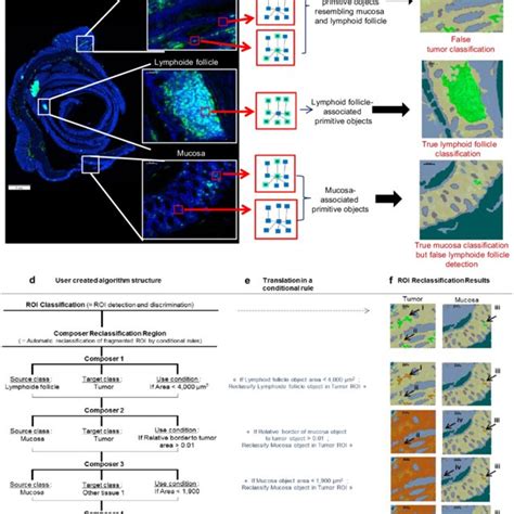 Application Of Cognition Network Technology Cnt On Colon Roi