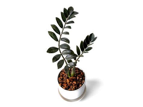 Zz Plant Propagation Made Easy Division Cuttings And Seeds With Video