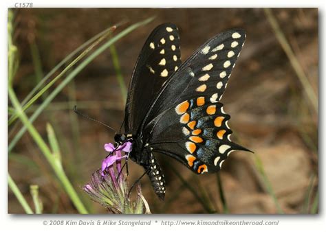 Papilio Polyxenes Asterius Black Swallowtail