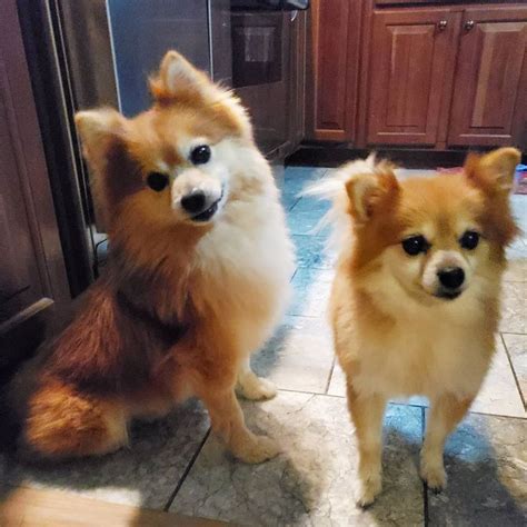 Simba And Pikachu Strike A Pose