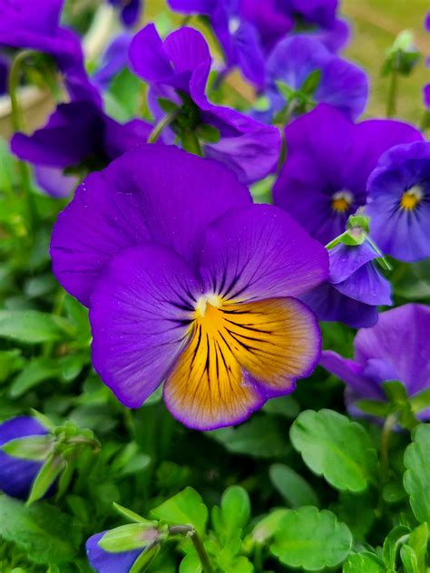 This Has To Be One My Favorite Pansy Colors Rgardening