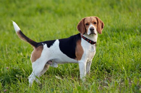 Beagle Características Cuidados Y Todo Lo Que Debes Saber