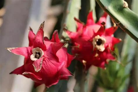 火龙果 南果北种”亩收入可达八万元 学术资讯 科技工作者之家