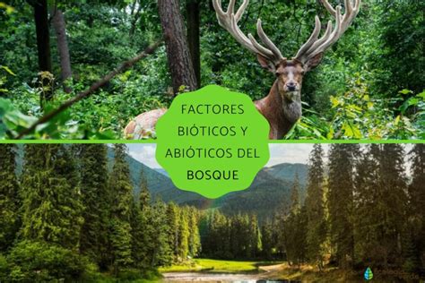 ¿cuáles Son Los 5 Factores Bióticos Descubre Los 5 Factores Bióticos