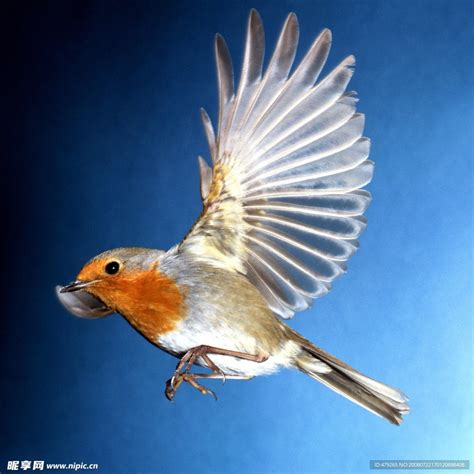 飞翔的鸟摄影图 鸟类 生物世界 摄影图库 昵图网