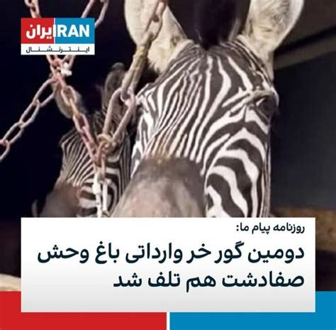 بالاترین دومین گورخری که حامله هم بوده را به کشتن دادند