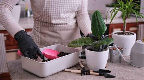 Woman Planting Ficus Elastica Rooted Cutting At Home Stock Video