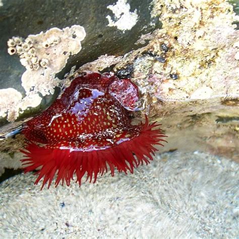 Actinia Fragacea Facts Diet Habitat And Pictures On Animaliabio