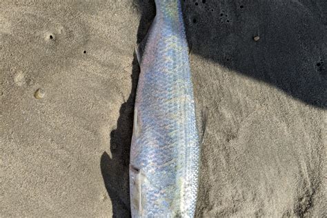 The Skipjack Shad Whats That Fish