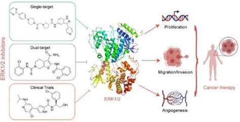 靶向癌症中的细胞外信号调节蛋白激酶 12 Erk12：药理学小分子抑制剂的最新进展journal Of Medicinal Chemistry X Mol