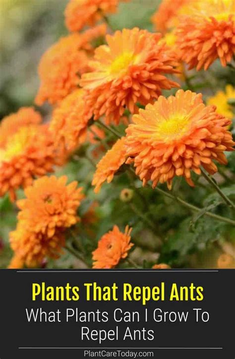 7 Plants That Repel Ants And Why These Plants Work Plants That Repel