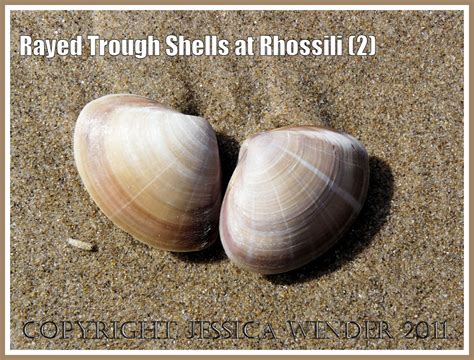 Rayed Trough Shells At Rhossili Jessicas Nature Blog