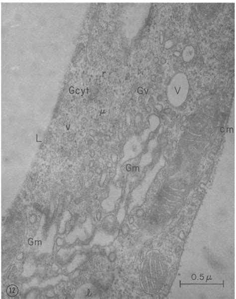 Figure 12 From Structure Function Relationships In The Adipose Cell