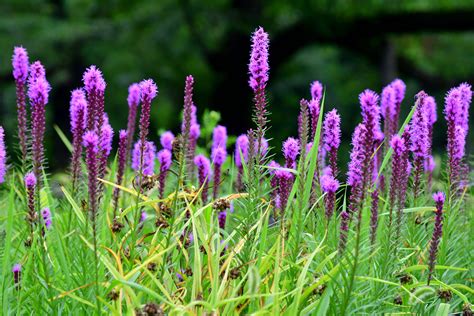 Unique Feature Of Liatris Flower At Joyce Hartmann Blog