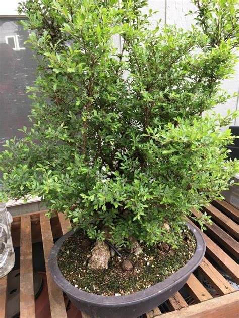 New Cork Bark Chinese Elm Beginners Mirai Forum