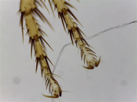 Microscopic Lateral View Of A Female Human Flea Pulex Irritans Stock