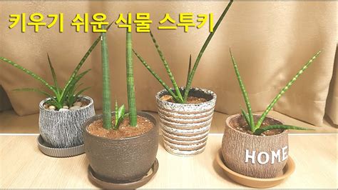 스투키 키우기 분갈이물주기번식법자르기반려식물키우기공기정화식물 Youtube