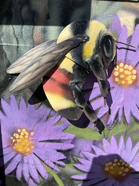 Bees And Butterflies Of Gunnison Co Crested Butte Gunnison