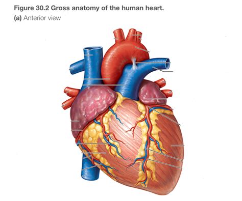 Heart Anterior Superficial View Diagram Quizlet