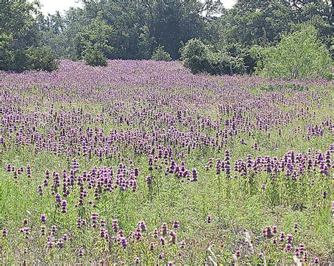 Monarda Citriodora Meadow Photograph By Robert Kamper Fine Art America
