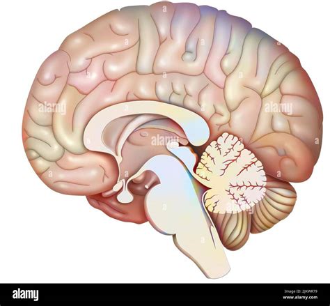 Median Sagittal Section Of The Brain With Cerebellum And Beginning Of