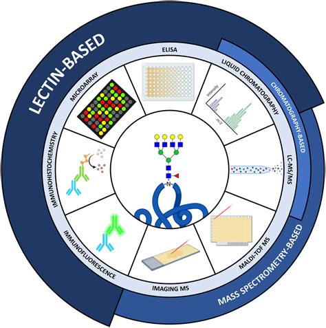 Techniques To Analyze N‐glycans Immunofluorescence Download Scientific Diagram