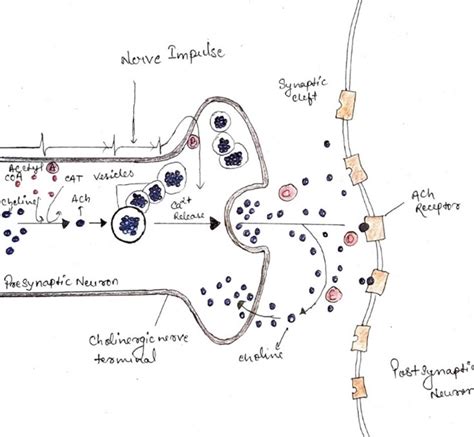 Exploring The Influence Of Cholinergic Modulation On Hippocampal