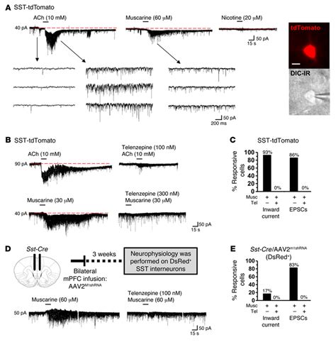 M1 Achr Mediates Cholinergic Stimulation Of Sst Interneurons In The