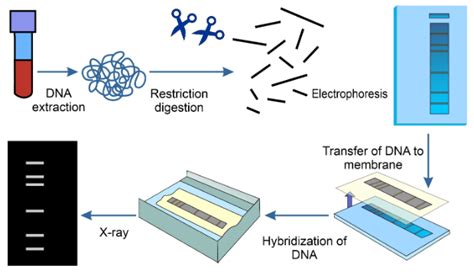 Dna Fingerprinting Principles Techniques And Applications Upsc