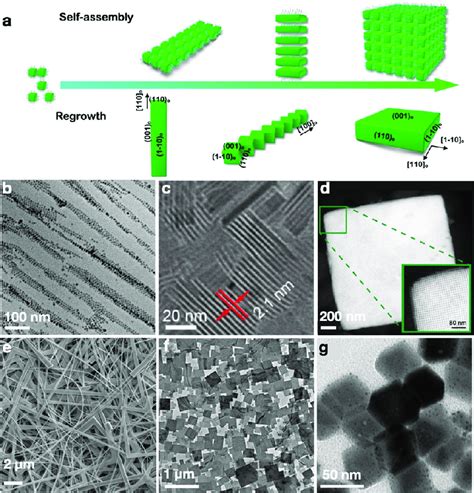 A Schematic Of The Self Organization Of Mhp Colloidal Ncs Into Highly