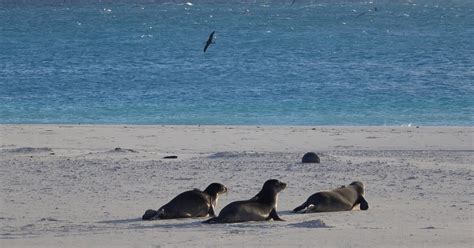 Monk Seals Galumph Back Into The Wild After Rehabilitation On Hawaiʻi