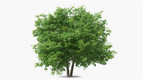 American Elderberry Tree 3d Model 49 3ds Blend C4d Fbx Max Ma