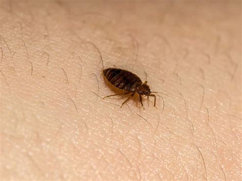 Where Do Bed Bugs Come From Dyno Pest