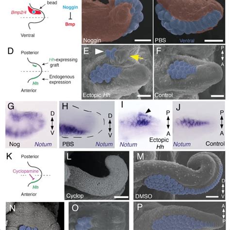 Bmp Signaling Controls Dorsoventral Patterning And Hh Signaling