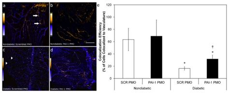 Cd34 Cells Isolated From Diabetic N 8 Or Age And Sex Matched Normal Download Scientific
