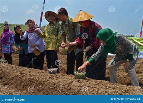 Medicinal Plants Editorial Photo Image Of Purwoceng 66757861