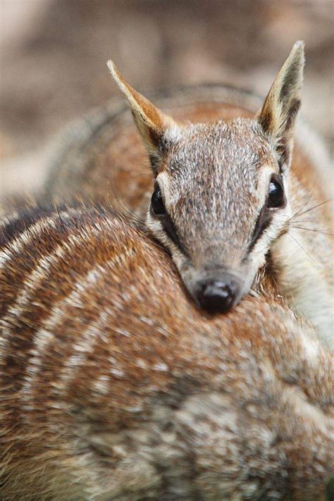 袋鼬目·袋食蚁兽科：袋食蚁兽