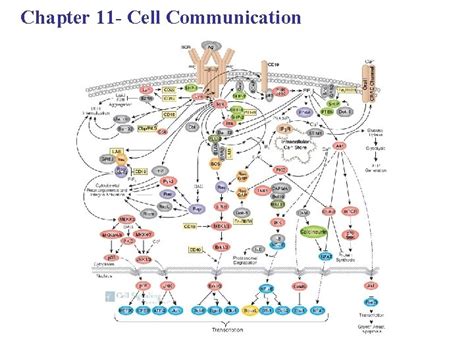 Chapter 11 Cell Communication Evolution Of Cell Signaling